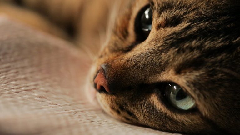 KEDi - What does your cat get up to? | Confusions and Connections